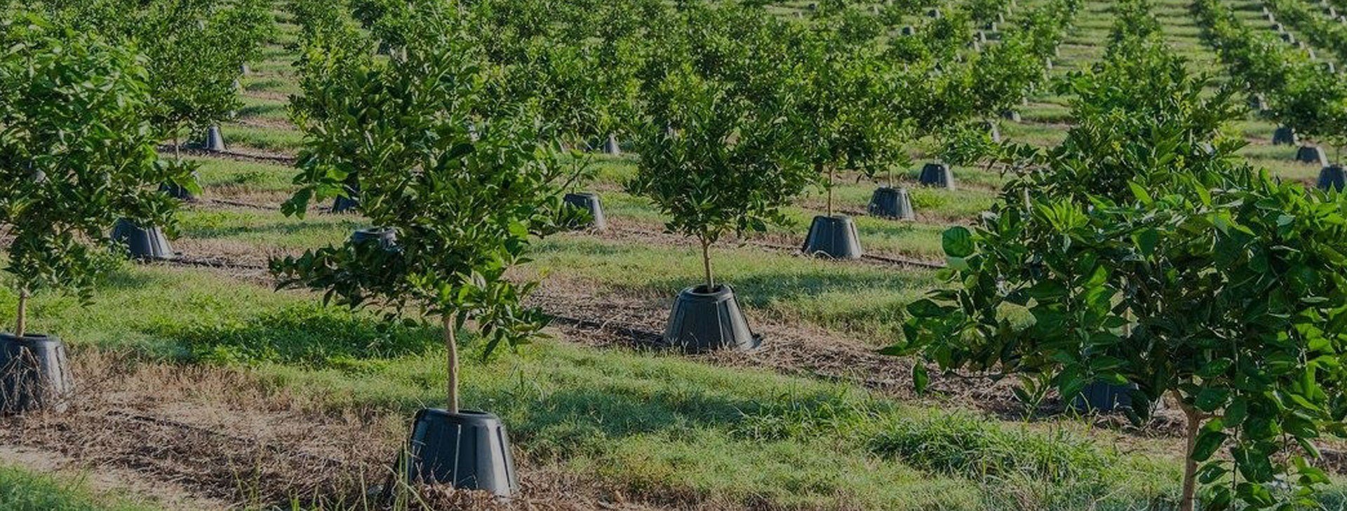 Front Page - tree T-PEE