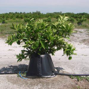 Tree T Pee (Black) - tree T-PEE