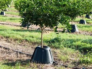 Front Page - tree T-PEE